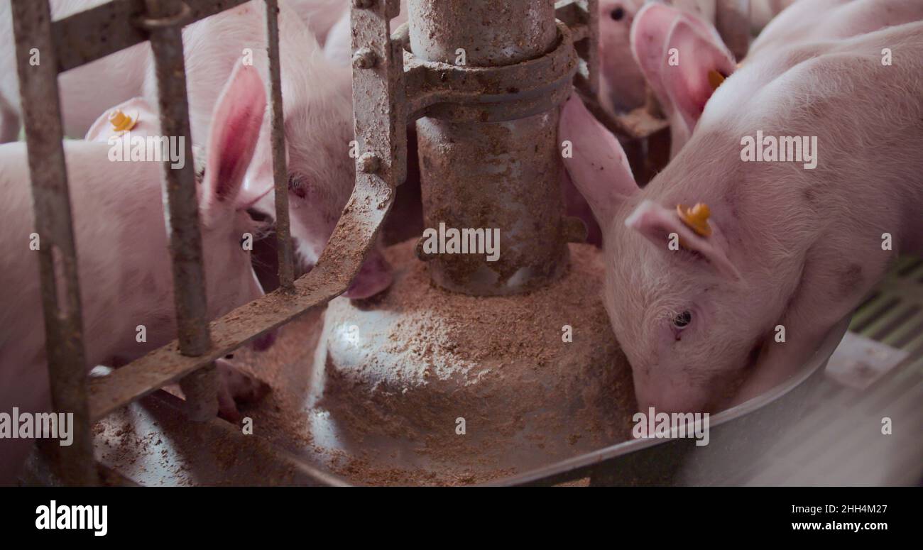Pigs at Livestock farm. Pork Production, Livestock, Swine Stock Photo ...