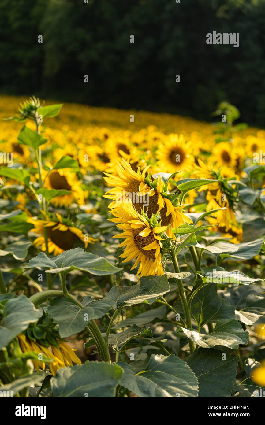 Sunflowers Plantation - Sunflower Field Agriculture Stock Photo - Alamy