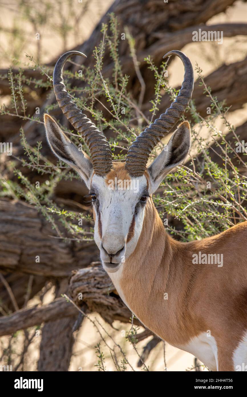 Springbok Ram in the Kgalagadi Stock Photo - Alamy