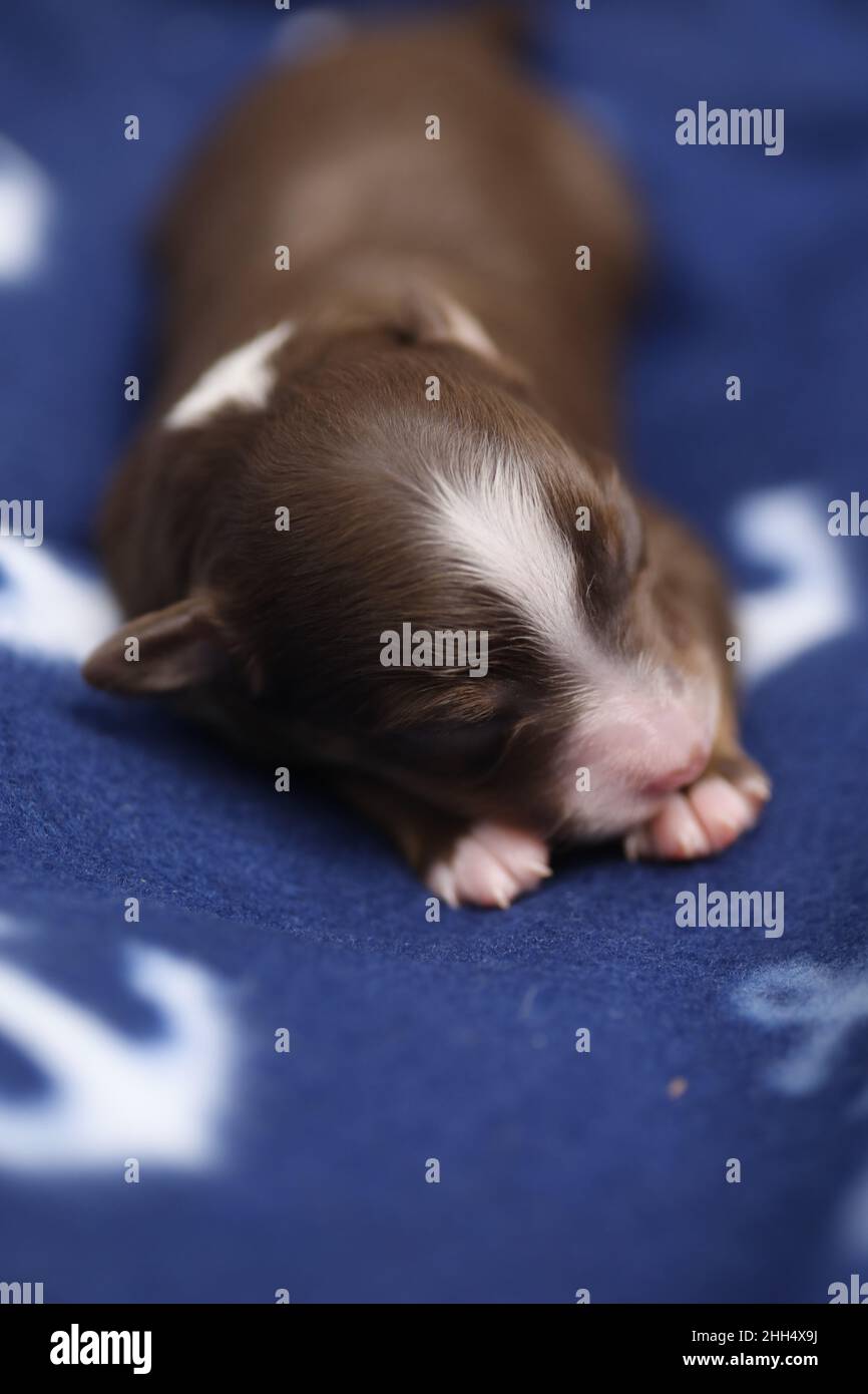 new born puppy Stock Photo - Alamy