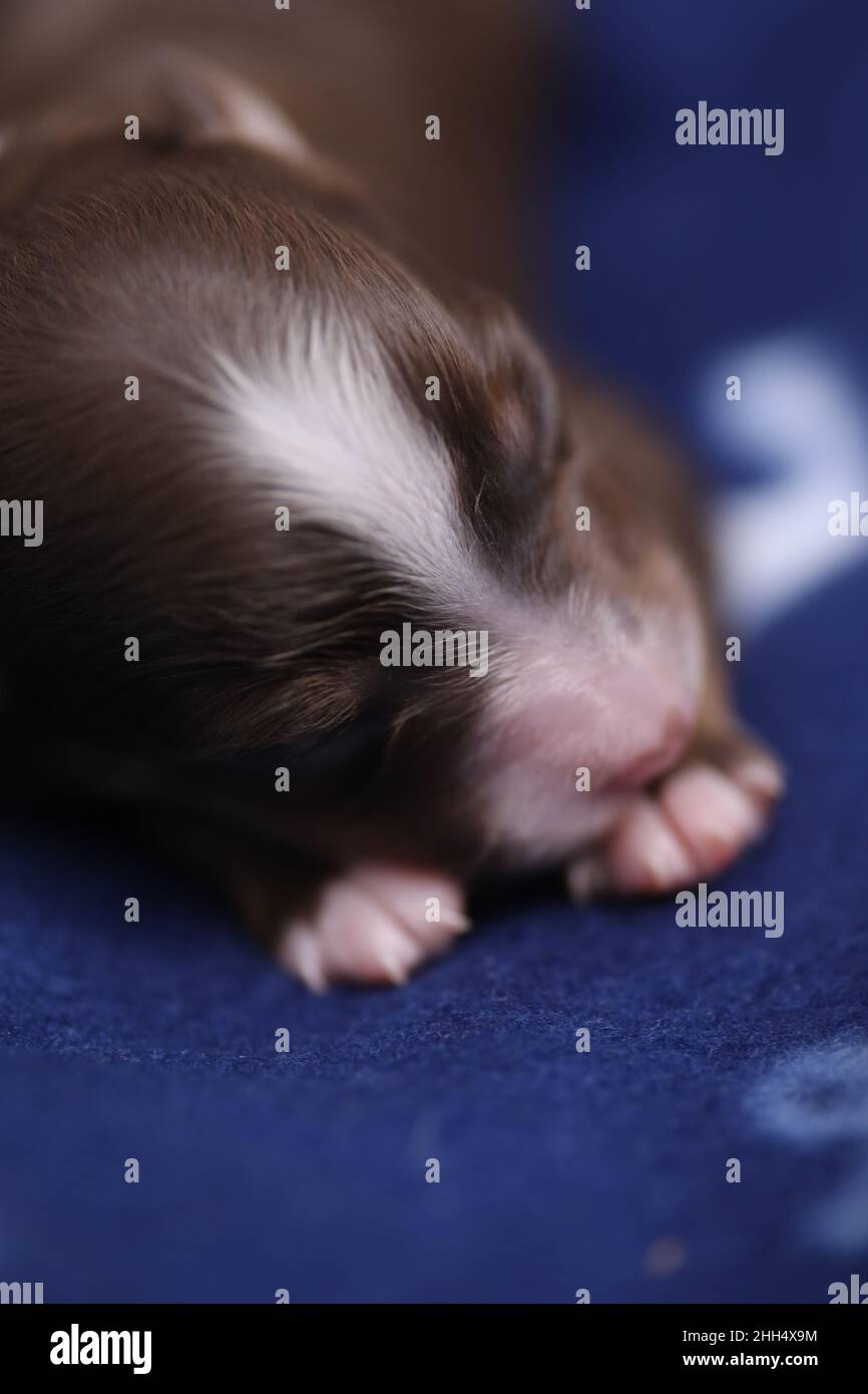new born puppy Stock Photo - Alamy