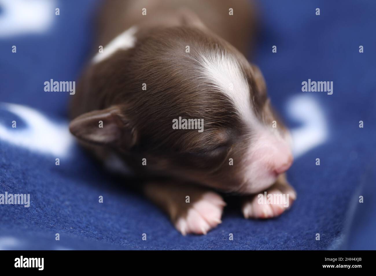 new born puppy Stock Photo - Alamy