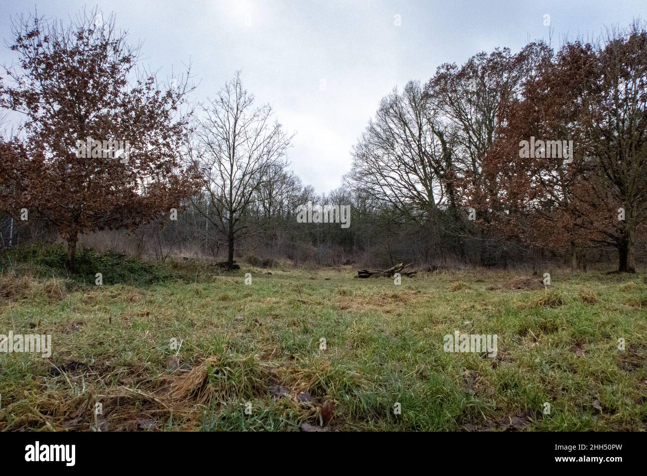trees on meadow Stock Photo - Alamy
