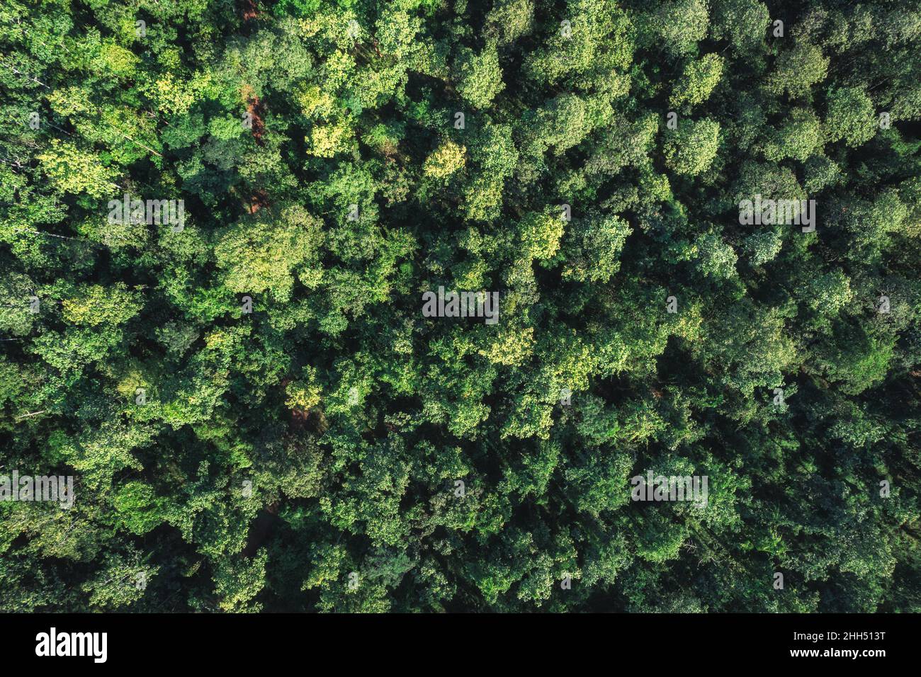 Aerial top view of green pine trees growing in the forest at ...