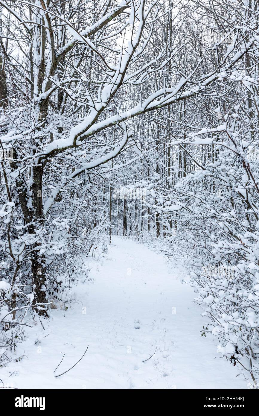 Scenic snow covered outdoor forest view after snowstorm nobody Stock ...