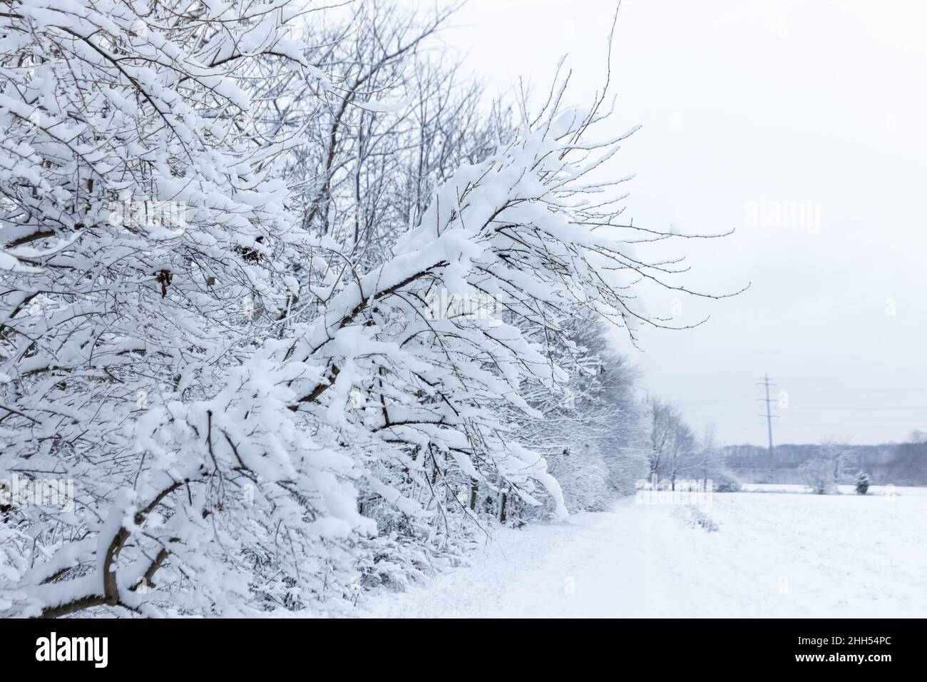 Scenic snow covered outdoor forest view after snowstorm nobody Stock ...