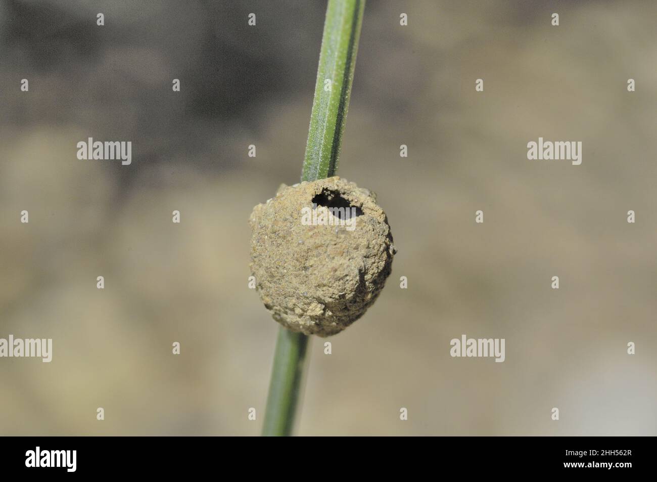 Potter wasp - Mud-wasp - Mason wasp (Eumenidae sp) one-celled nest made ...