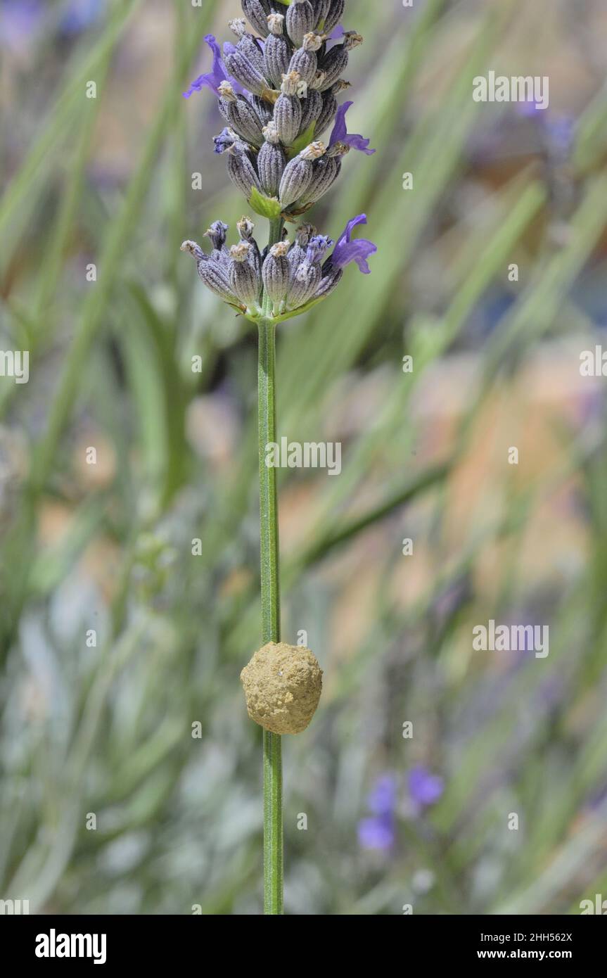 Potter wasp - Mud-wasp - Mason wasp (Eumenidae sp) one-celled nest made ...