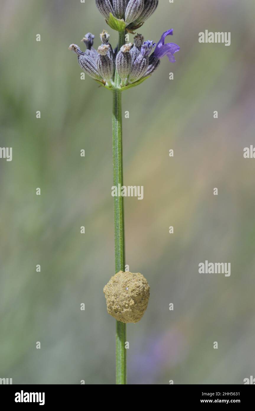 Potter wasp - Mud-wasp - Mason wasp (Eumenidae sp) one-celled nest made ...