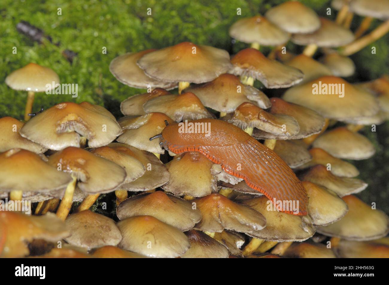 Slug mushrooms hi-res stock photography and images - Alamy