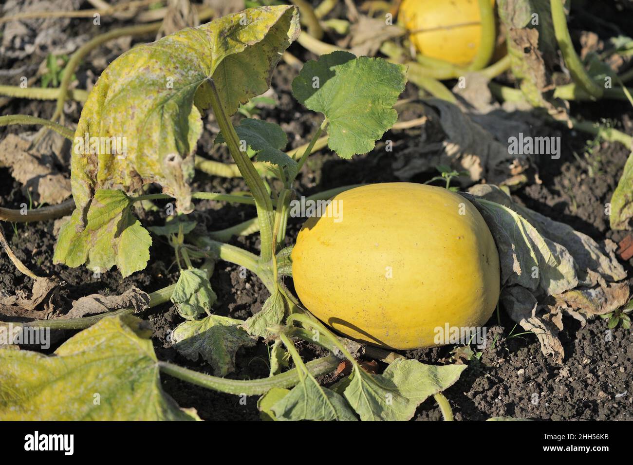 Citrullus colocynthis hi-res stock photography and images - Alamy