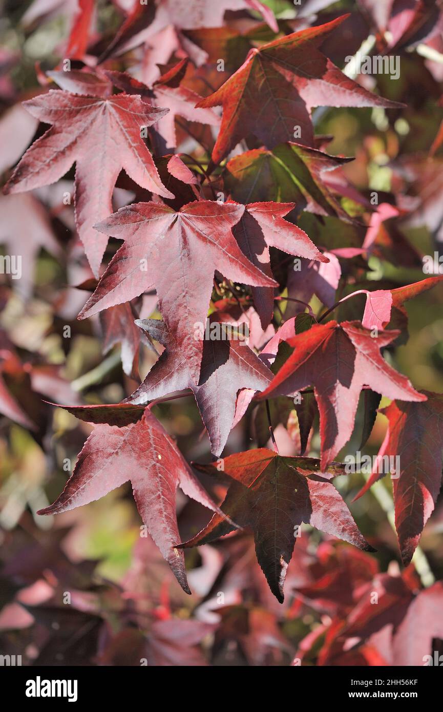 American sweetgum - American storax - Redgum (Liquidambar styraciflua ...