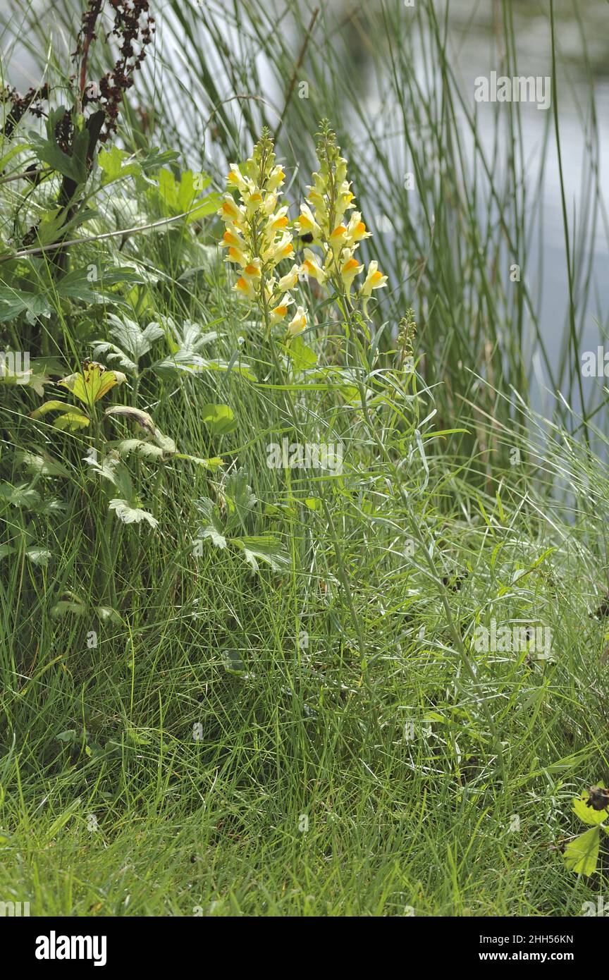 Yellow toadflax - Common toadflax - Butter-and-eggs (Linaria vulgaris ...