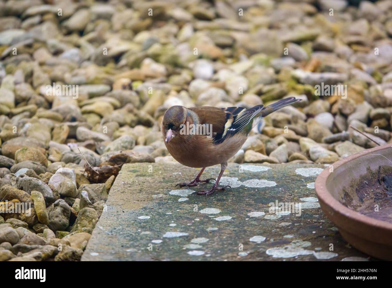 a male chaffinch (Fringilla coelebs) dining on scattered bird seed ...