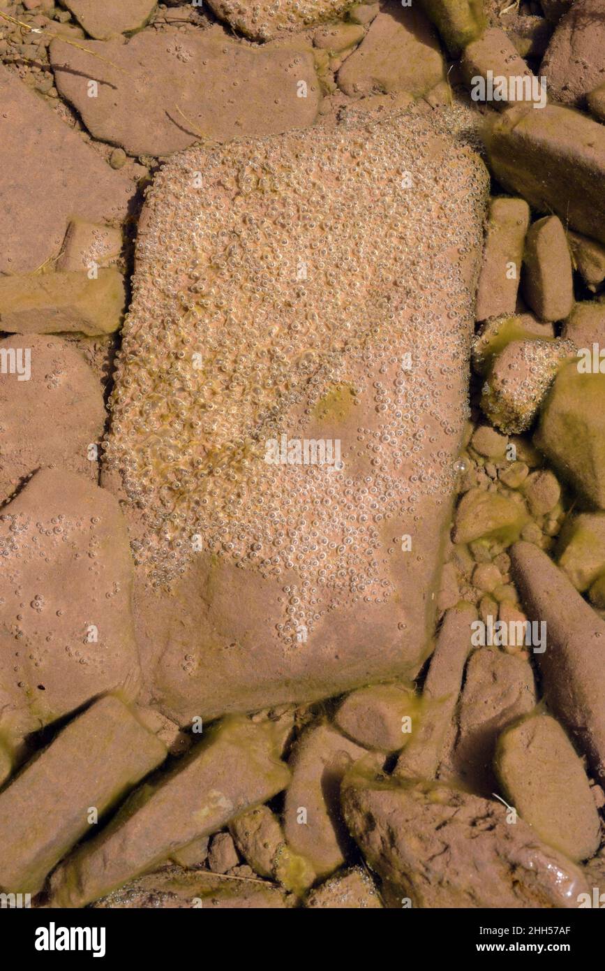 Bubbles on Stones in a Stream Stock Photo - Alamy