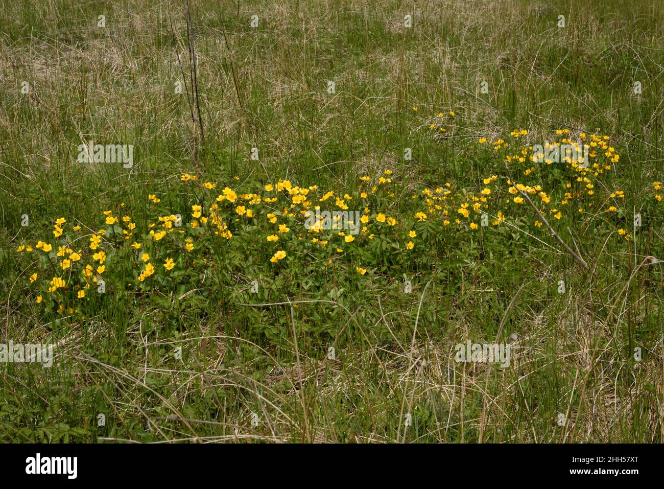 Marsh-marigold, Caltha palustris Stock Photo - Alamy