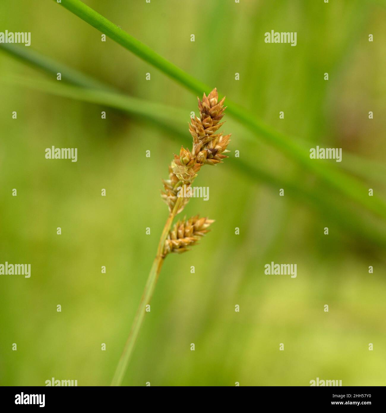 White Sedge, Carex canescens Stock Photo - Alamy