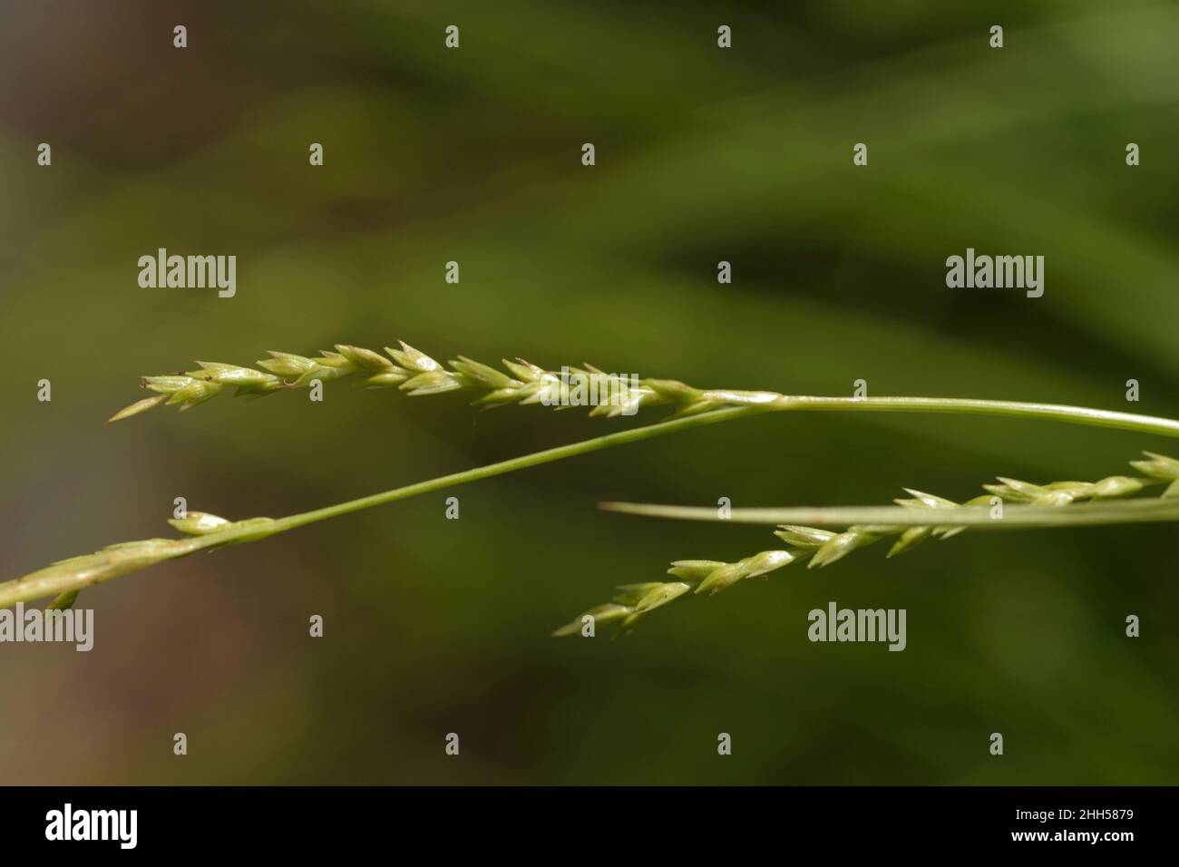 Thin-spiked Wood-sedge, Carex strigosa Stock Photo - Alamy