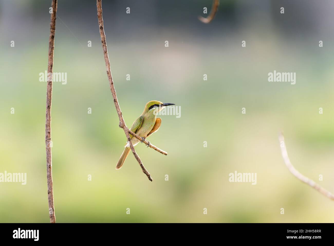 The green bee-eater sitting on branch in India Stock Photo - Alamy