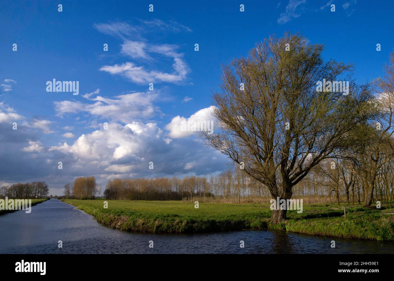 Tree in the nature area Kraaiebos near Molenaarsgraaf Stock Photo - Alamy