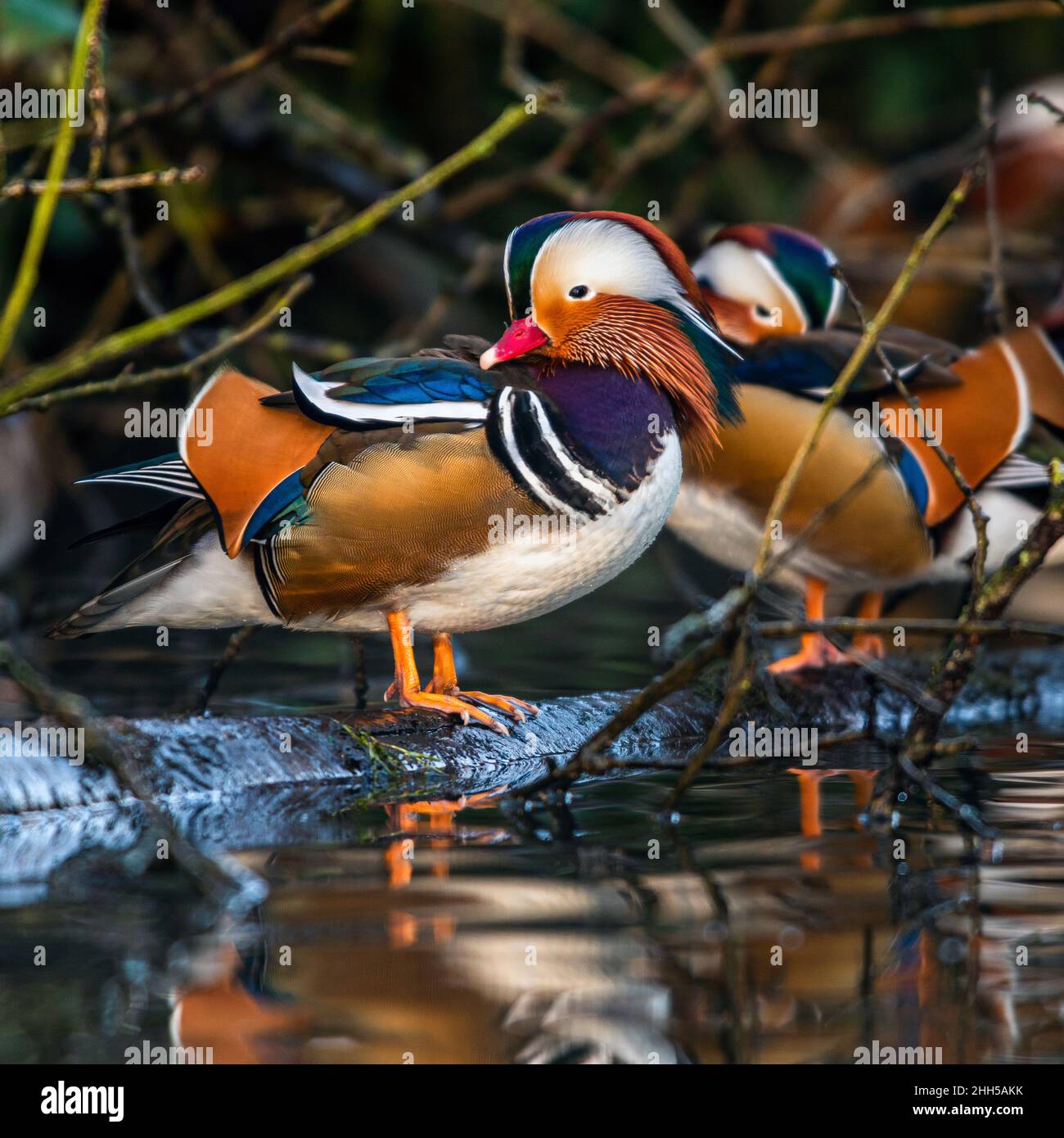 Male of Mandarin Duck, Aix galericulata in habitat Stock Photo - Alamy