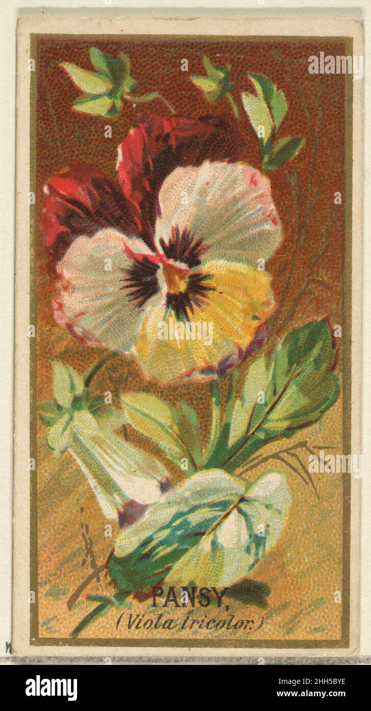 Pansy (Viola tricolor), from the Flowers series for Old Judge ...
