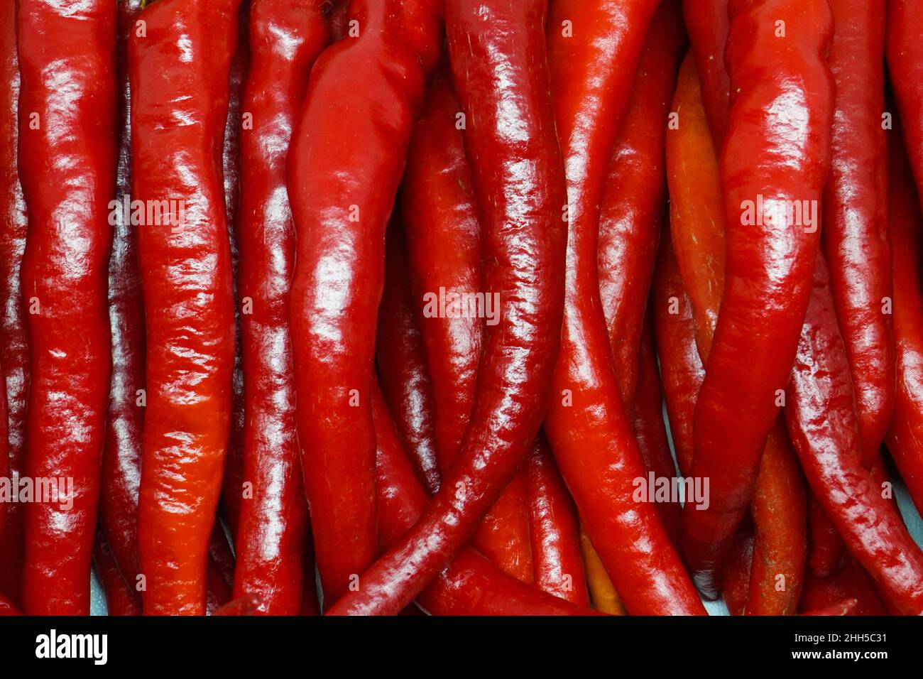 Red Chili Curly is one of the most widely grown and sold red chili ...