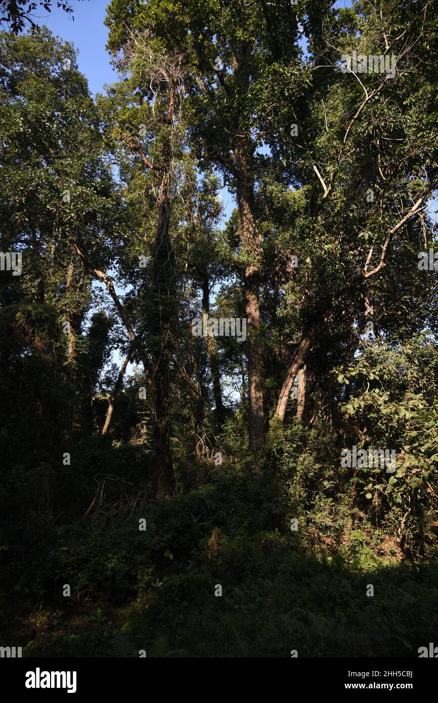 Gorumara national forest hi-res stock photography and images - Alamy