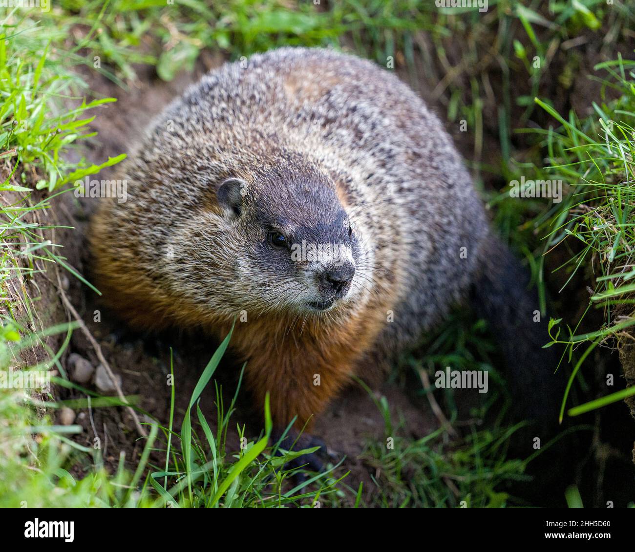 Groundhog close-up view at the entrance of its burrow with grass ...