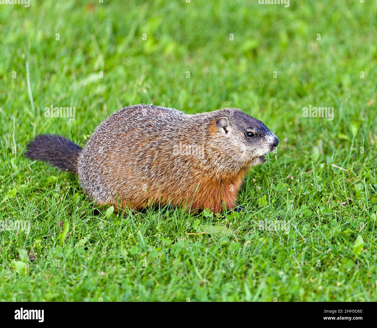 Groundhog close-up profile view foraging for food in the grass with ...