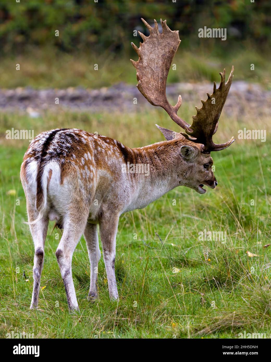 Deer hunting and america hi-res stock photography and images - Alamy