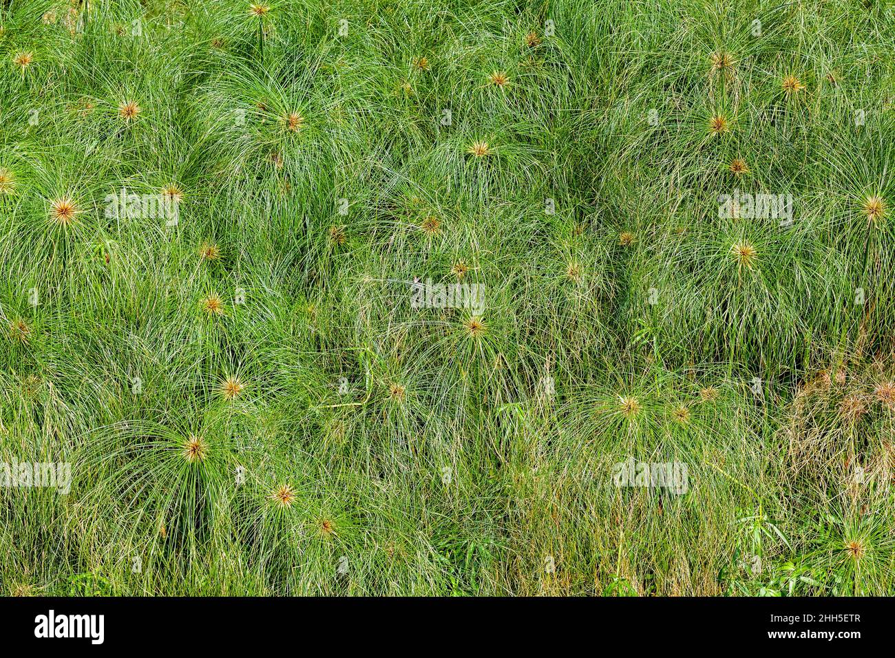 Image of grass cyperus papyrus as a background Stock Photo - Alamy