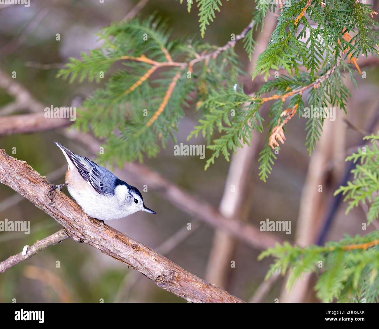 White-breasted Nuthatch perched with a blur background in its ...