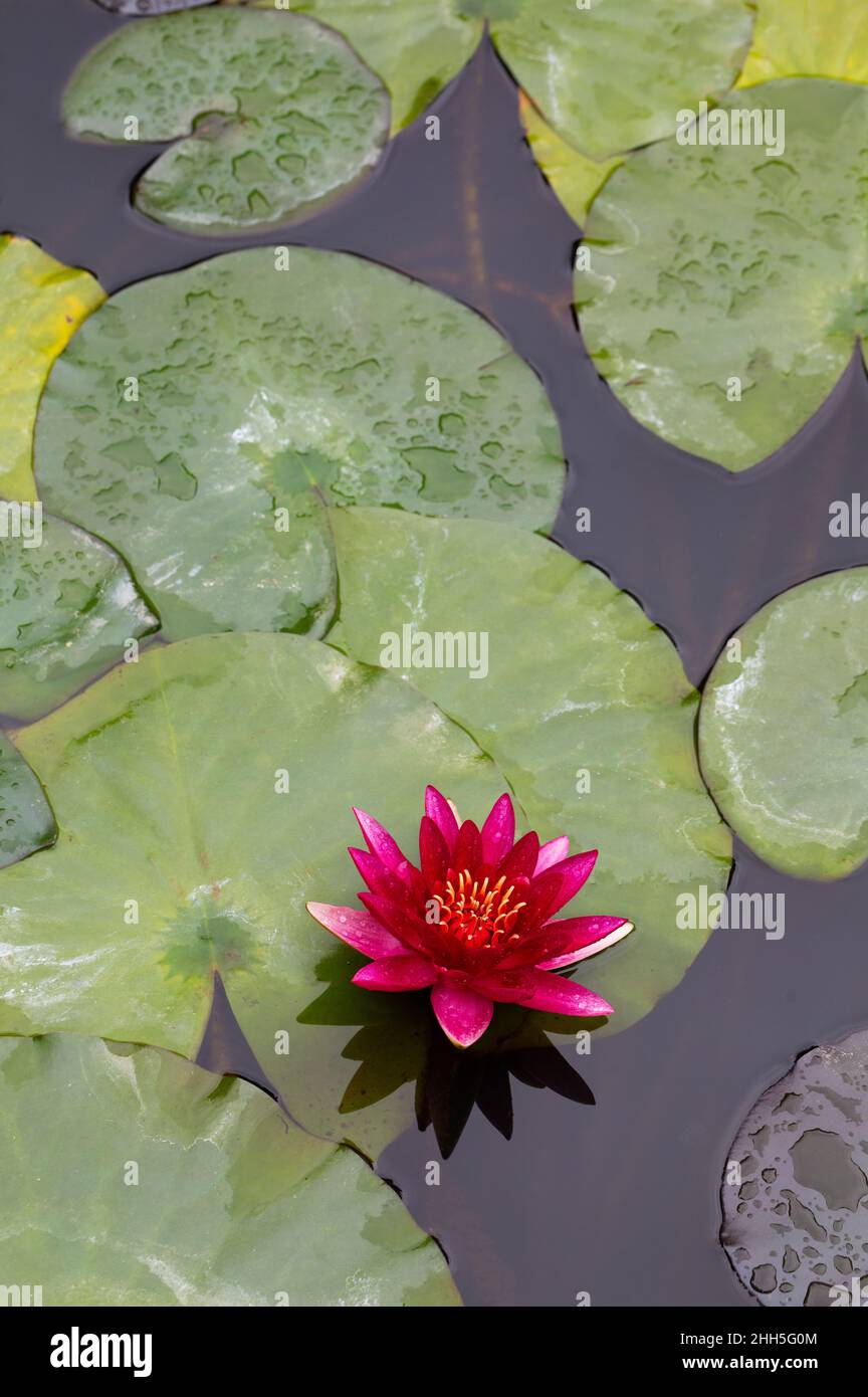 Diy Water Lilies Floating Pot For Pond at Maria Spillman blog
