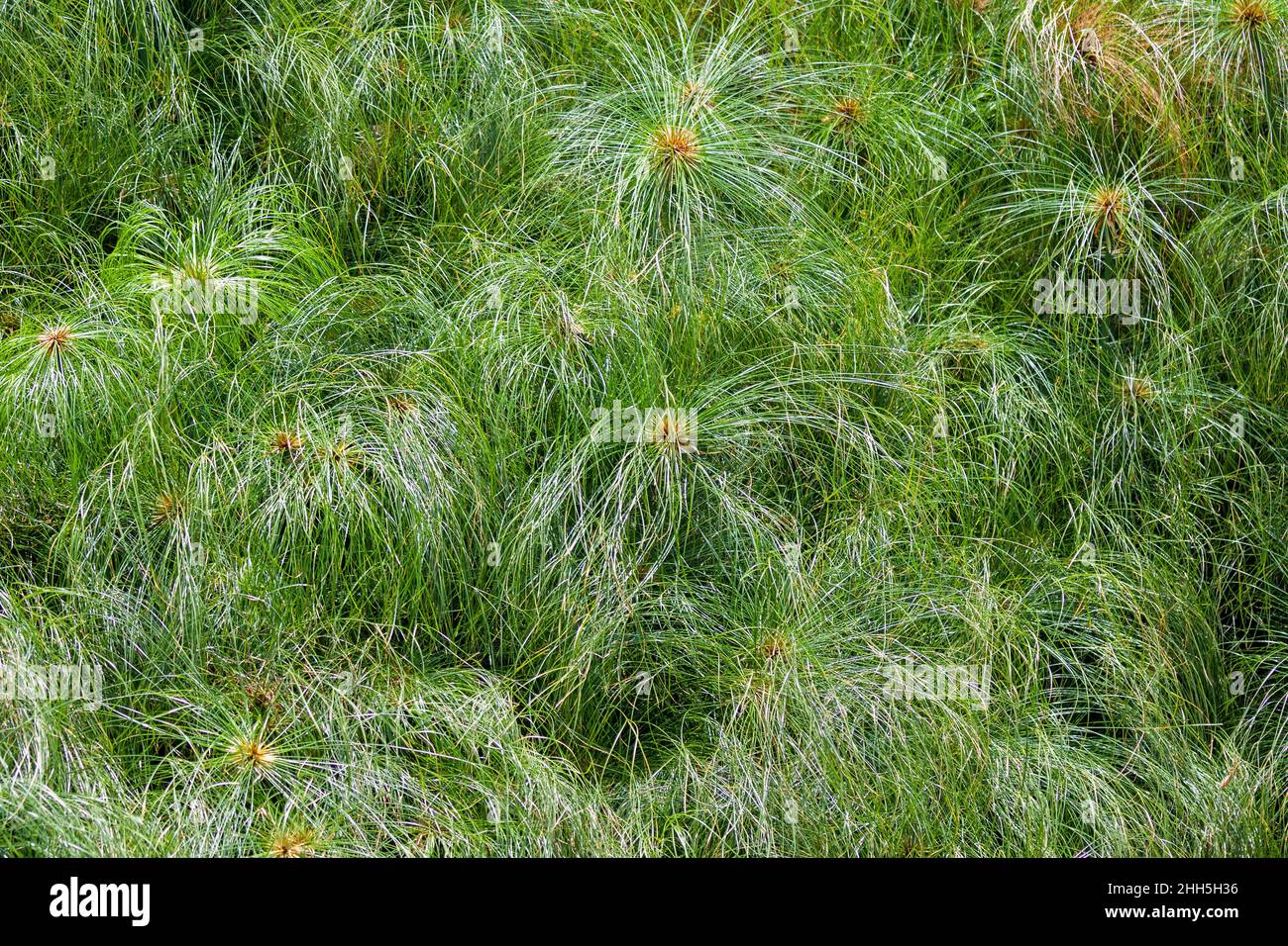 Image of grass cyperus papyrus as a background Stock Photo - Alamy