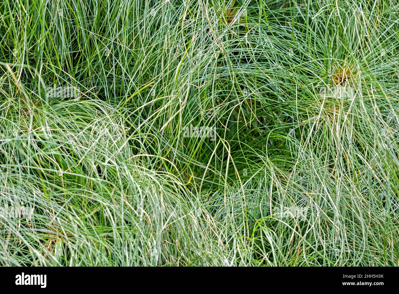 Image of grass cyperus papyrus as a background Stock Photo - Alamy