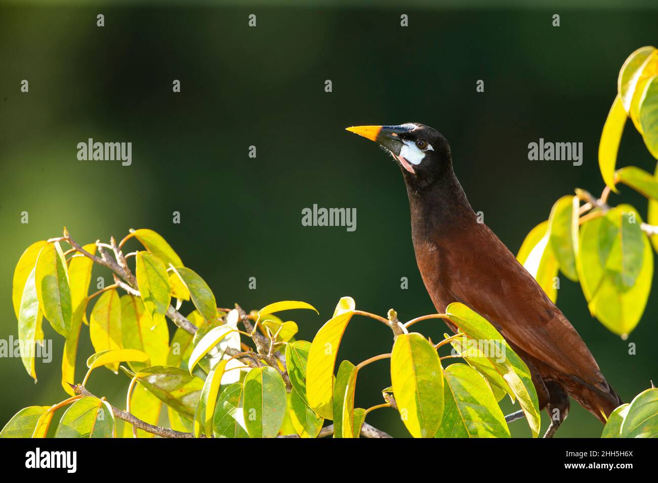 Montezuma oropendola hi-res stock photography and images - Alamy