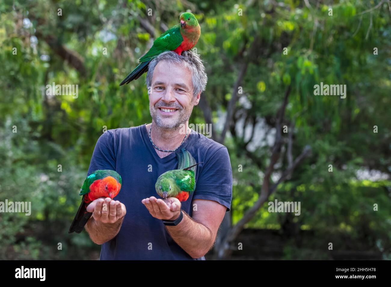 King parrots hi-res stock photography and images - Alamy