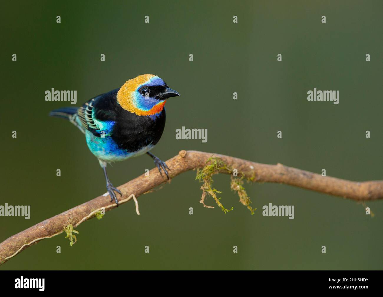 Golden-hooded Tanager (Tangara lar)vata Stock Photo - Alamy