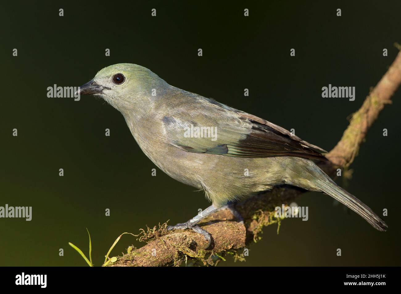 Palm Tanager (Thraupis palmarum Stock Photo - Alamy