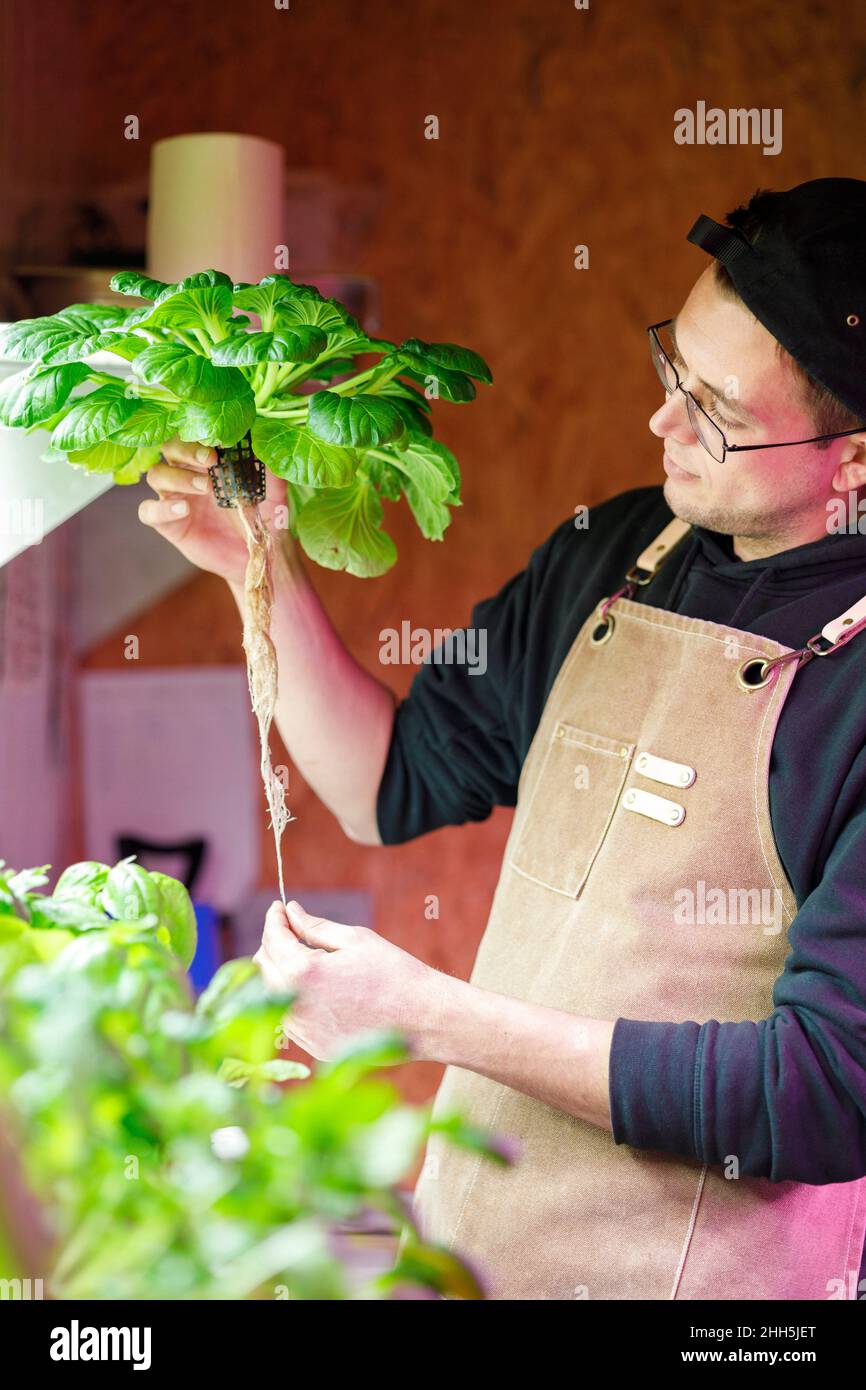 Chef checking vegetable plant roots in restaurant herb garden Stock ...