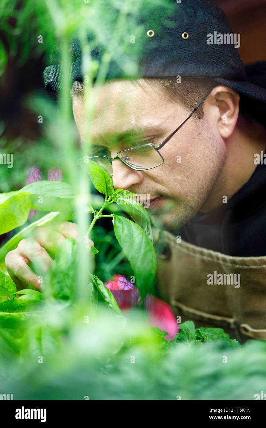 Man smelling vegetable plants in restaurant Stock Photo - Alamy