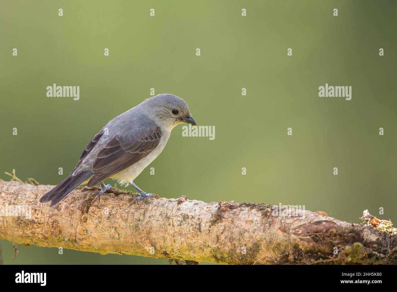 Plain colored hi-res stock photography and images - Alamy