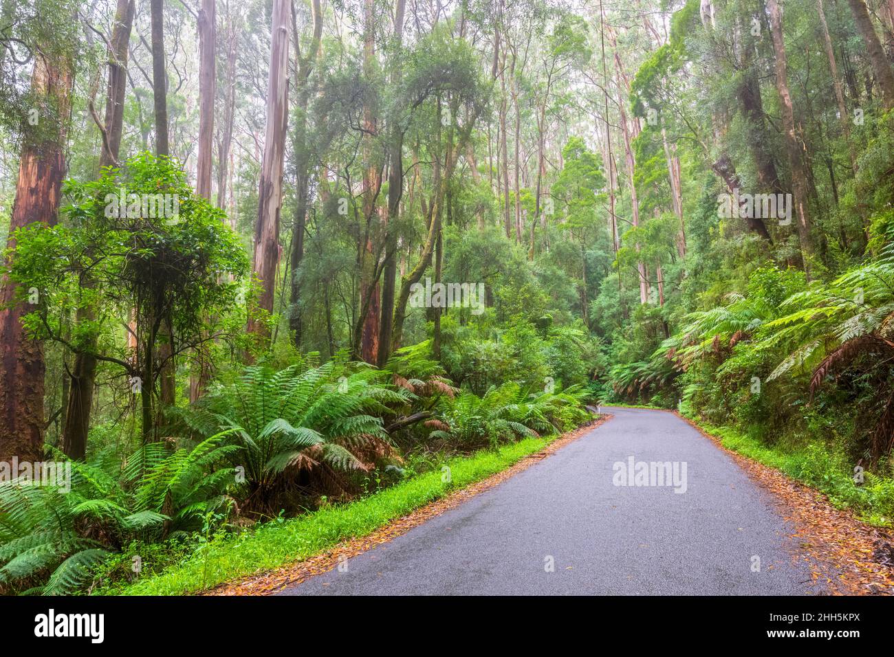 Australia, Victoria, Beech Forest, Turtons Track road cutting through ...