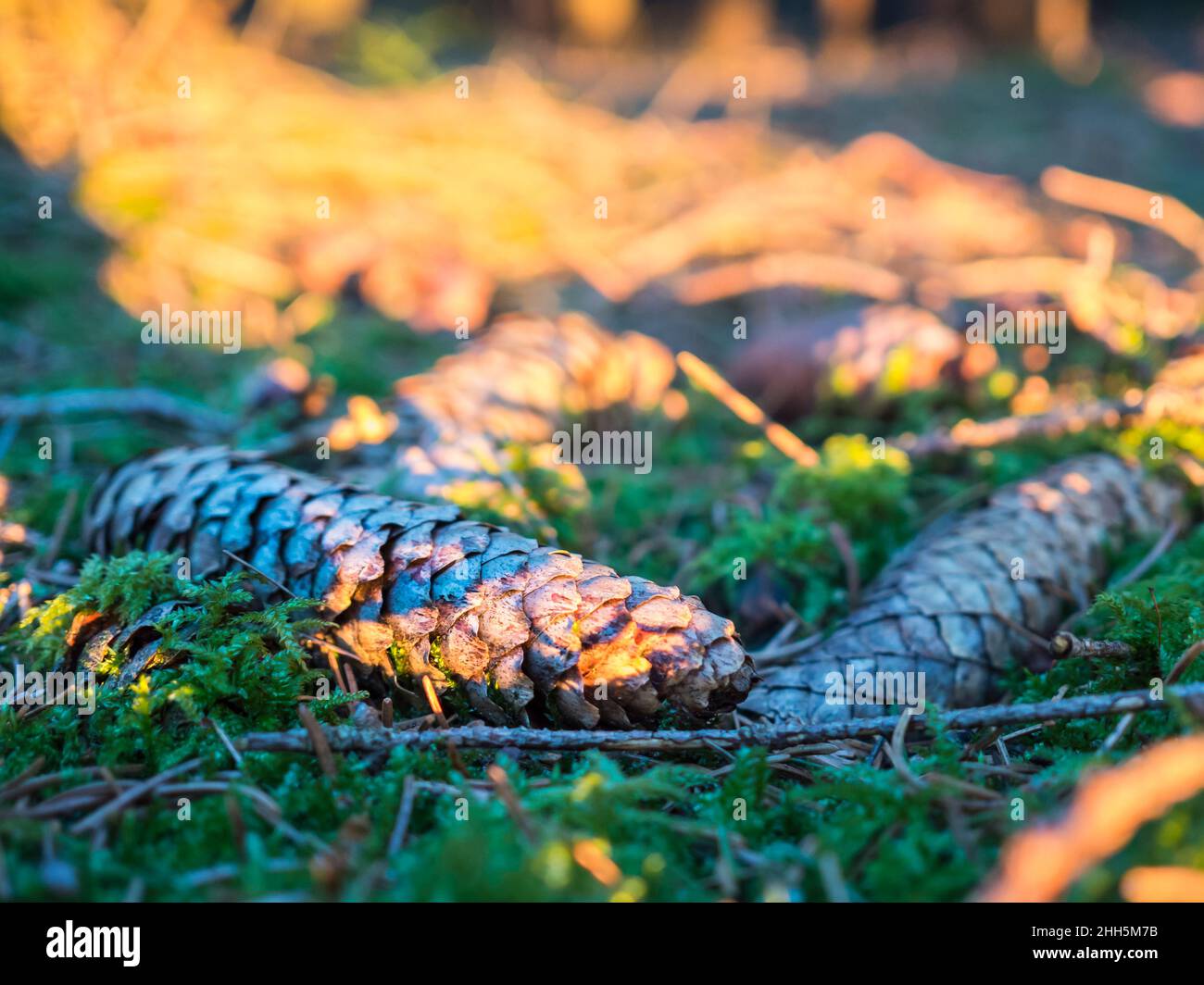 Cones lying on the forest floor hi-res stock photography and images - Alamy