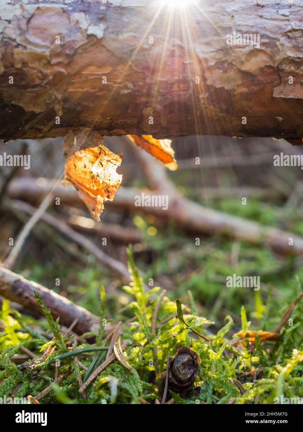 Fallen tree lying on mossy forest floor hi-res stock photography and ...