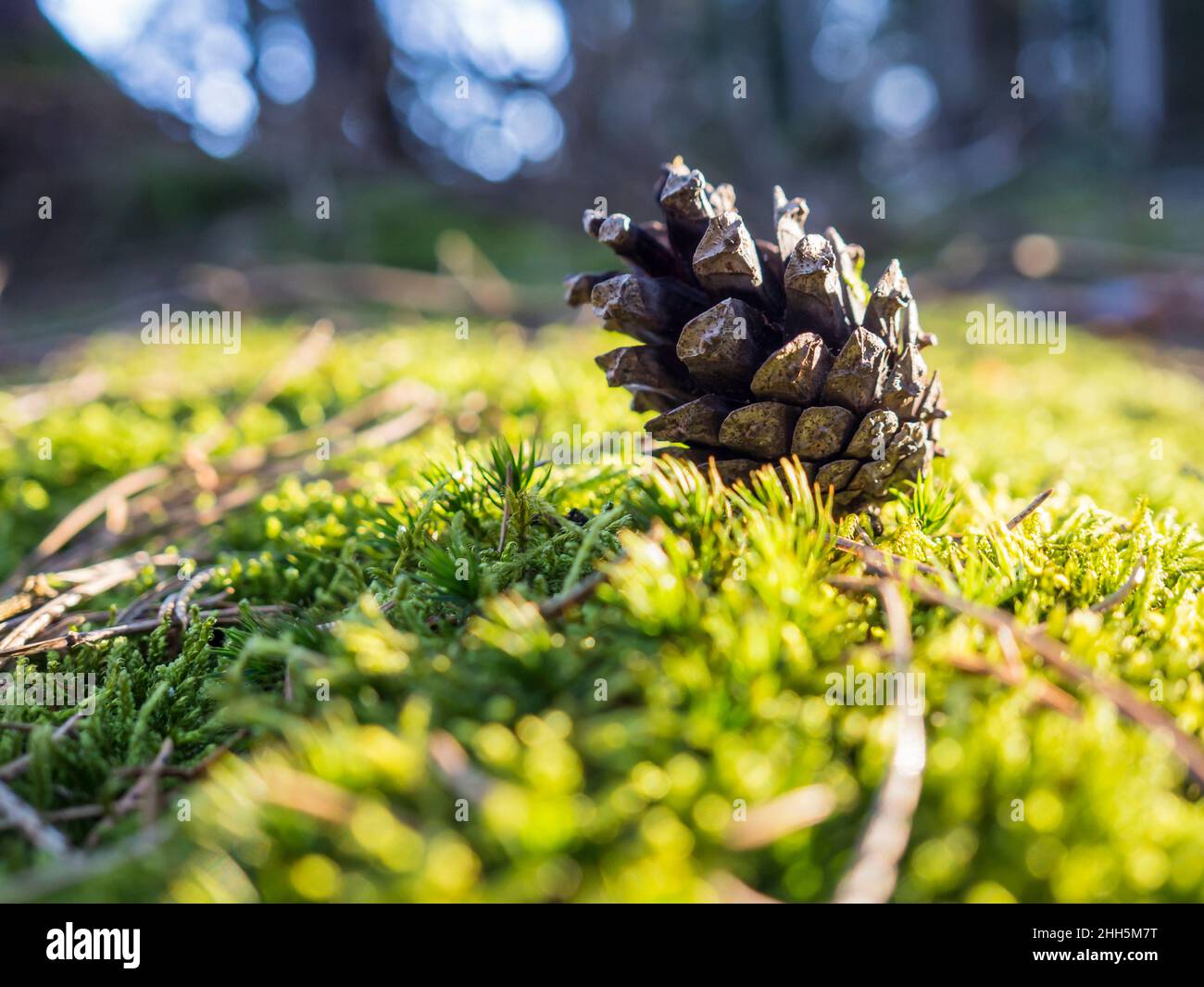 Pine cone lying on hi-res stock photography and images - Alamy