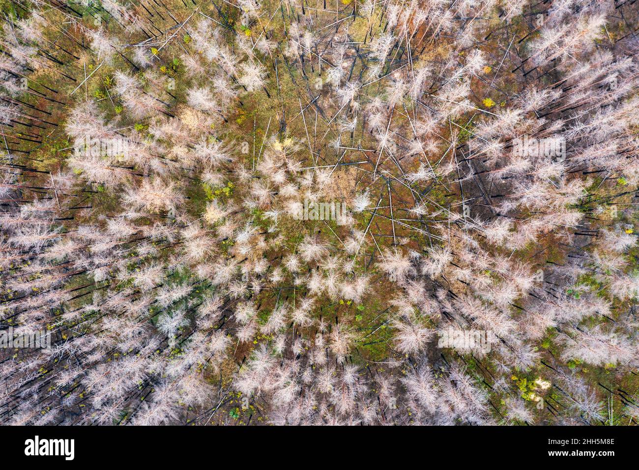 Aerial view forest trees regrowing after forest fire hi-res stock ...