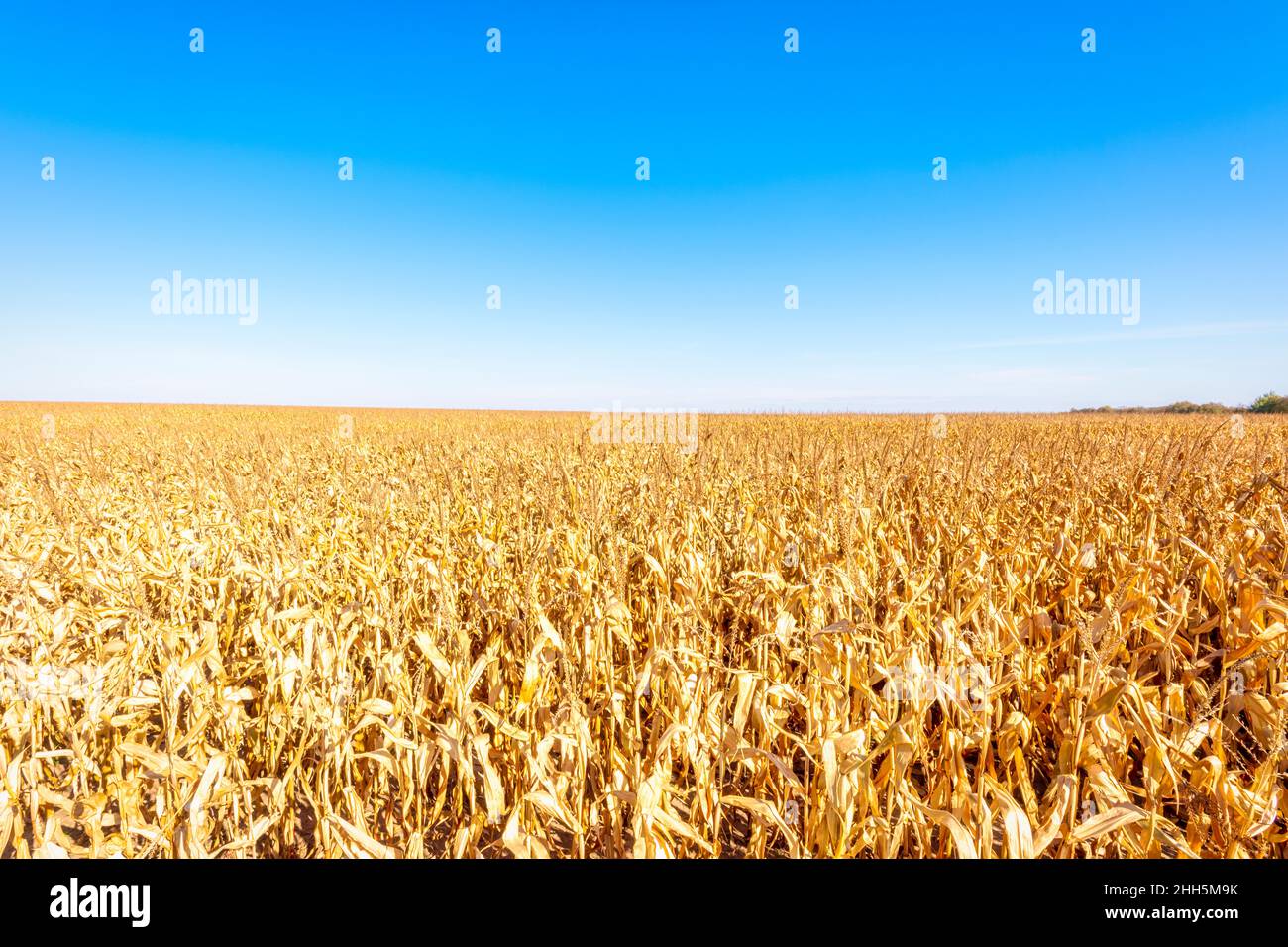 Maize field summer hi-res stock photography and images - Alamy