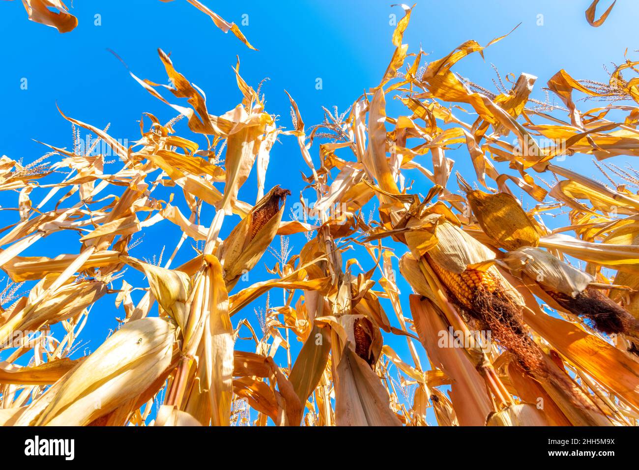 Growing maize hi-res stock photography and images - Alamy